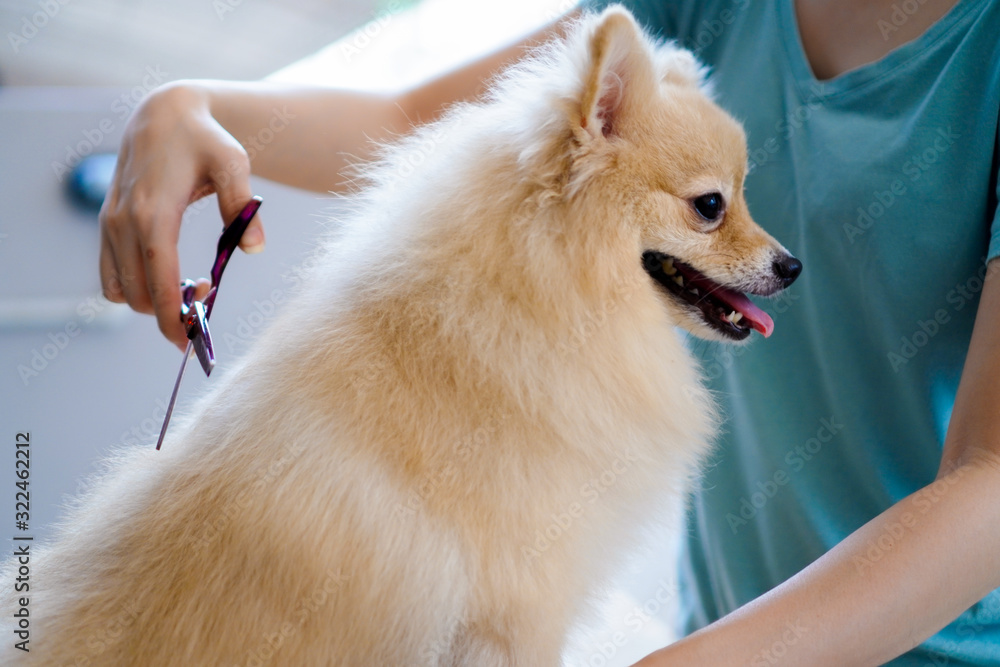 Pomeranian Puppy Cut Grooming