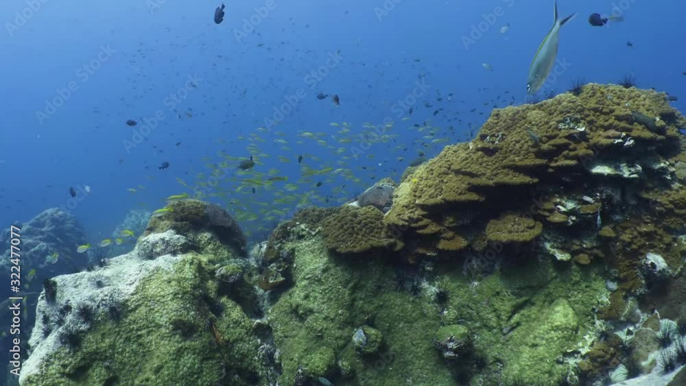 Underwater cliffs overgrown with corals and sea anemones. A huge flock ...