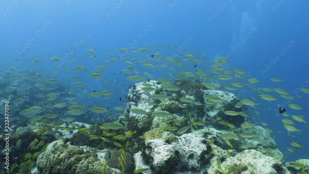 Underwater cliffs overgrown with corals and sea anemones. A huge flock ...