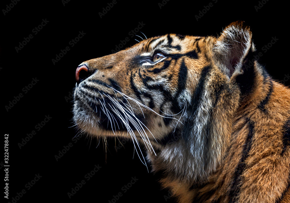 tiger Stock Photo | Adobe Stock
