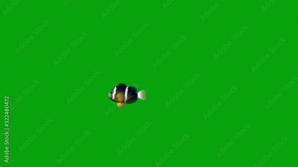 Swimming fish motion graphics with green screen background Stock-Video ...