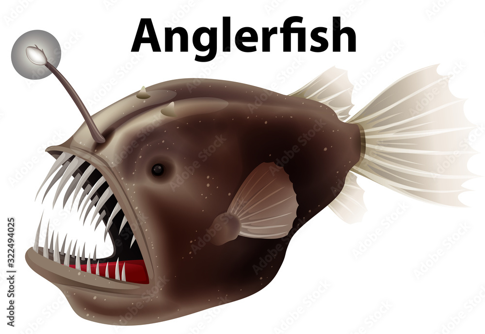 Flashcard design for anglerfish on white background Stock Vector ...