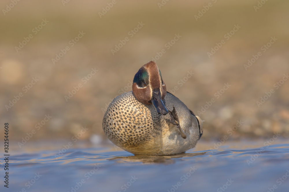 The Eurasian teal, common teal, or Eurasian green-winged teal (Anas crecca) is a common and ...