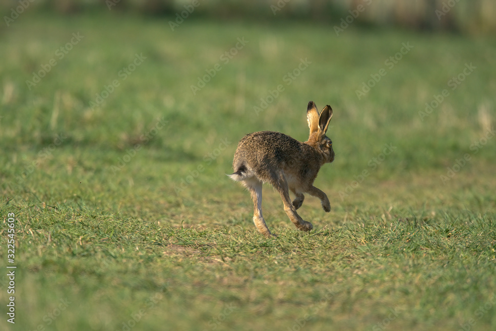 The European hare (Lepus europaeus), also known as the brown hare, is a ...