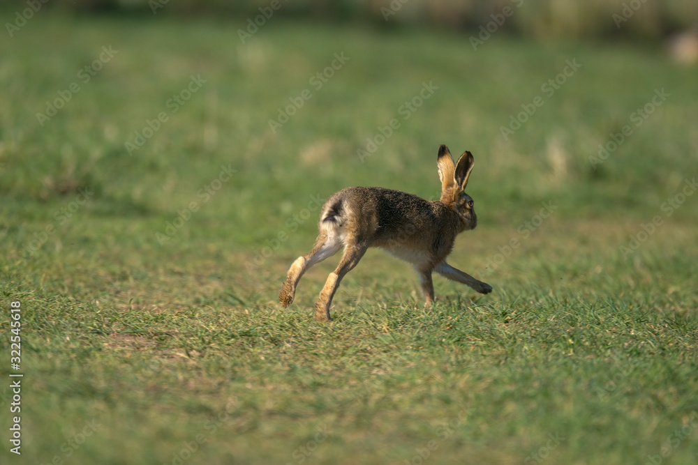 The European hare (Lepus europaeus), also known as the brown hare, is a ...