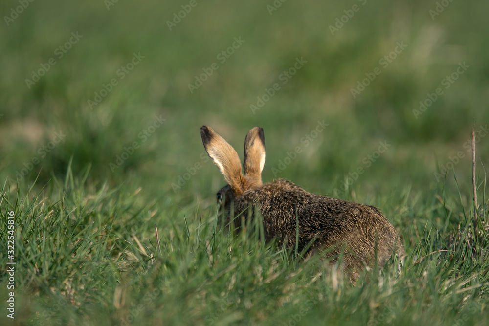 The European hare (Lepus europaeus), also known as the brown hare, is a ...