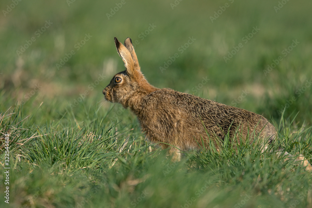 The European hare (Lepus europaeus), also known as the brown hare, is a ...
