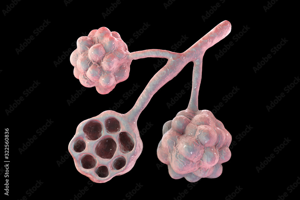 Anatomy of alveoli in lungs Stock Illustration | Adobe Stock