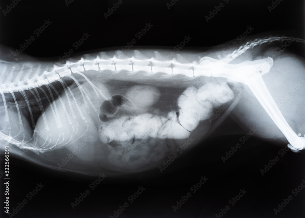 Cat with bowel or intestinal obstruction x-ray image or radiography ...