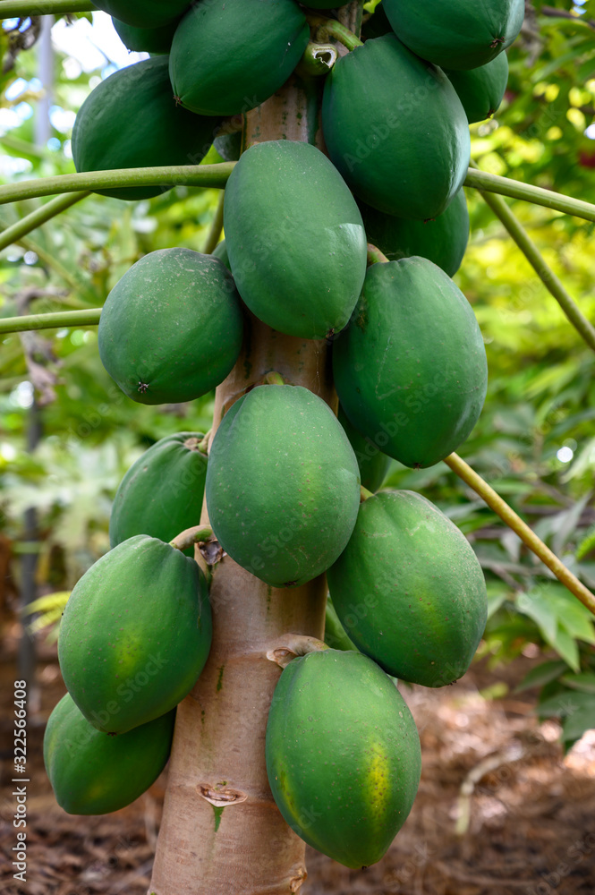 Eco farming on Tenerife island, indoor plantation with papaya trees ...