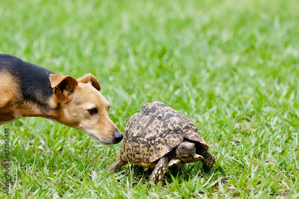Leopard tortoise wandered into unknown territory, small dog takes a ...