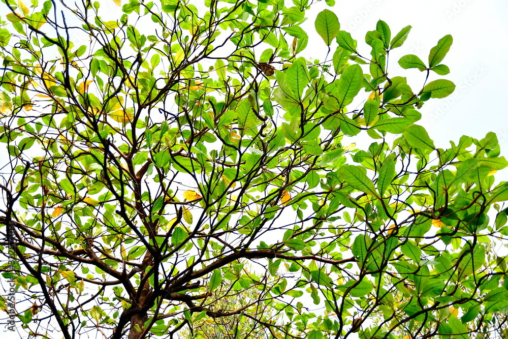Terminalia catappa Common names Country-almond, Indian-almond, Malabar ...