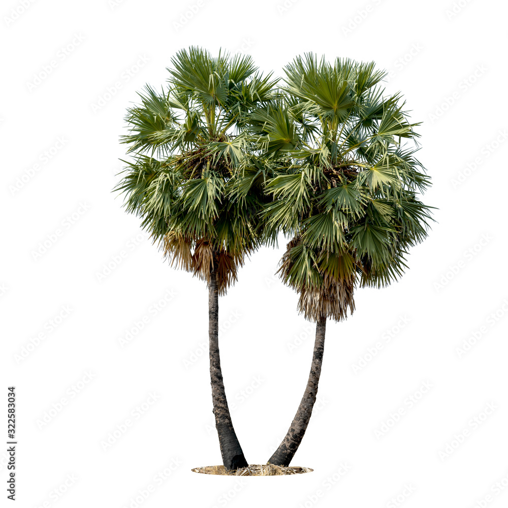High resolution Palm trees isolated on white background with clipping ...
