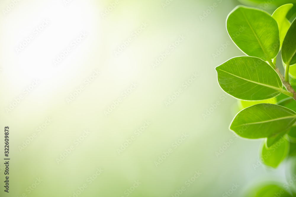 Nature Wallpaper Light Green Background