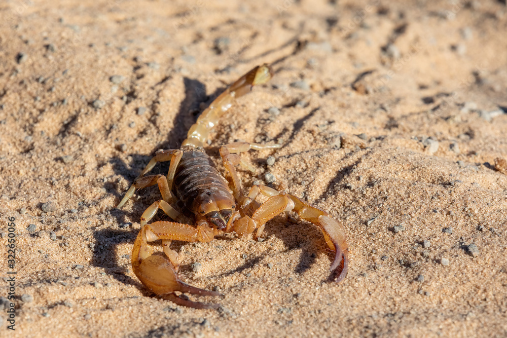 Scorpions walking in sand of Chobe national park, predatory arachnids ...