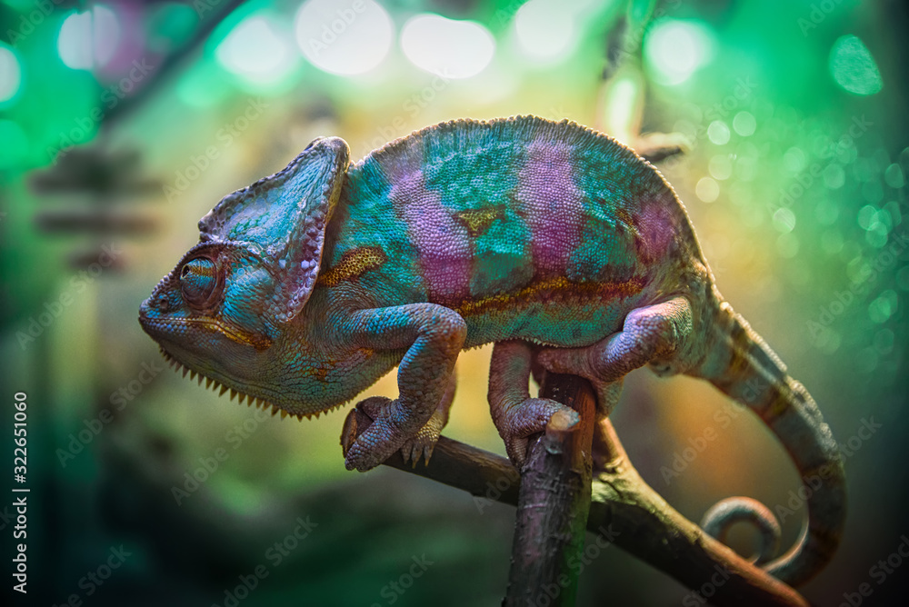 Pink Panther Chameleon