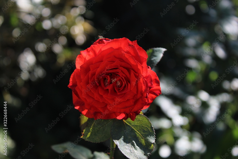 rosa de amor Stock Photo | Adobe Stock