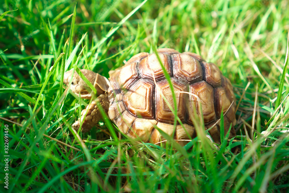 Turtles on the lawn and Suzuka turtles walking on the lawn Stock Photo ...