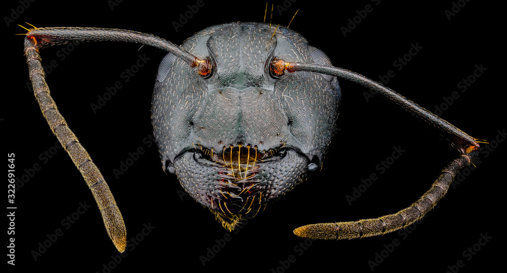 Extreme macro portrait of a black ant, sharp and detailed, magnified 10 ...