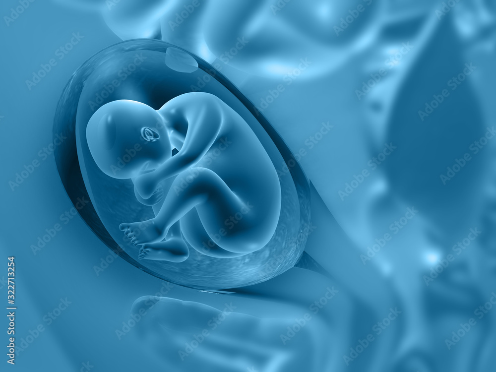 Fetus in womb. 3d illustration. Stock Illustration | Adobe Stock