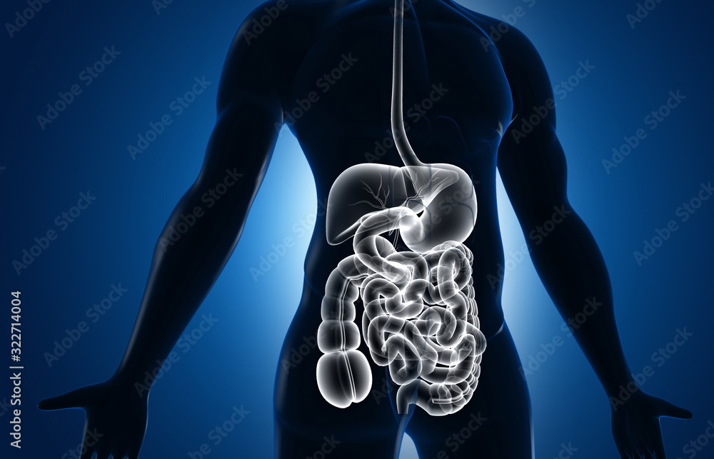 Human body digestive system anatomy. 3d illustration.. Stock ...