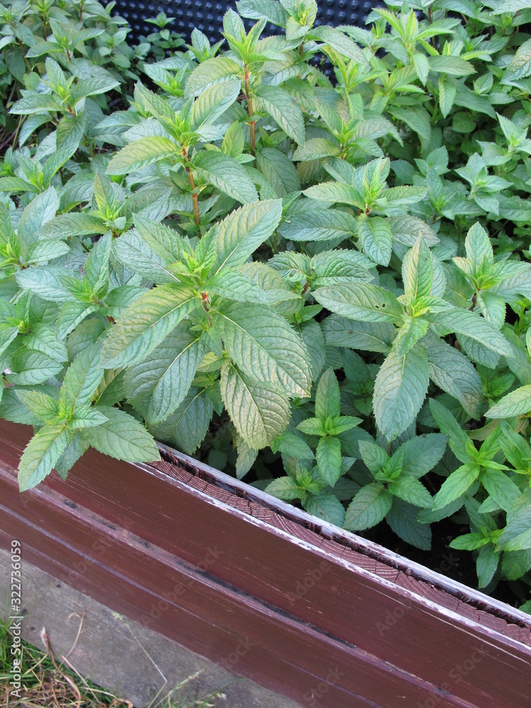 Herbs, mint plants, peppermint in a raised garden bed with brown wooden ...