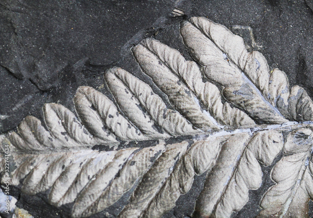 fern plant fossil Stock Photo | Adobe Stock