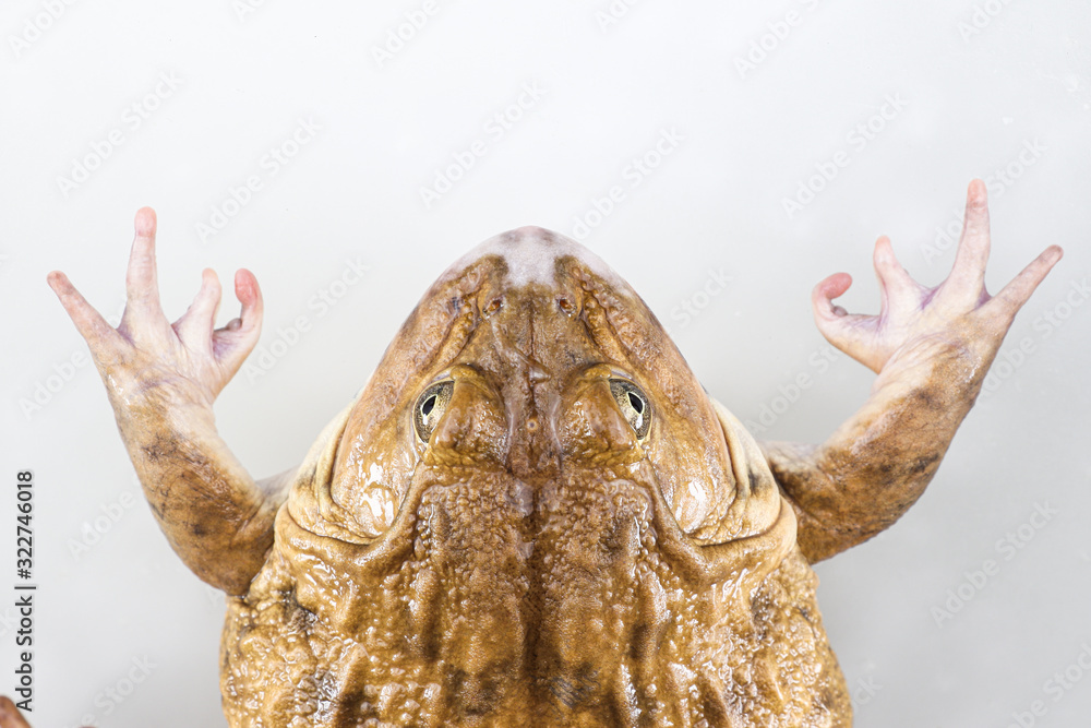 Concept of Education anatomy frog and Respiratory system of frog in ...