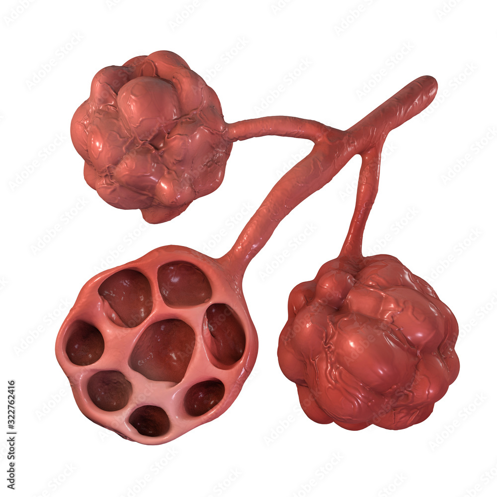 Anatomy of alveoli in lungs Stock Illustration | Adobe Stock