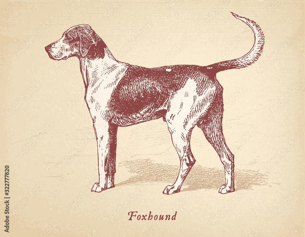 Foxhound - dog vector engraving masterfully restored Stock Vector ...