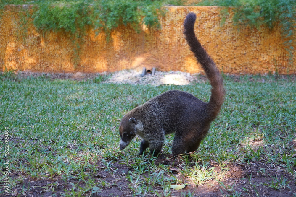 coatí comiendo en el pasto en un día soleado Stock Photo | Adobe Stock