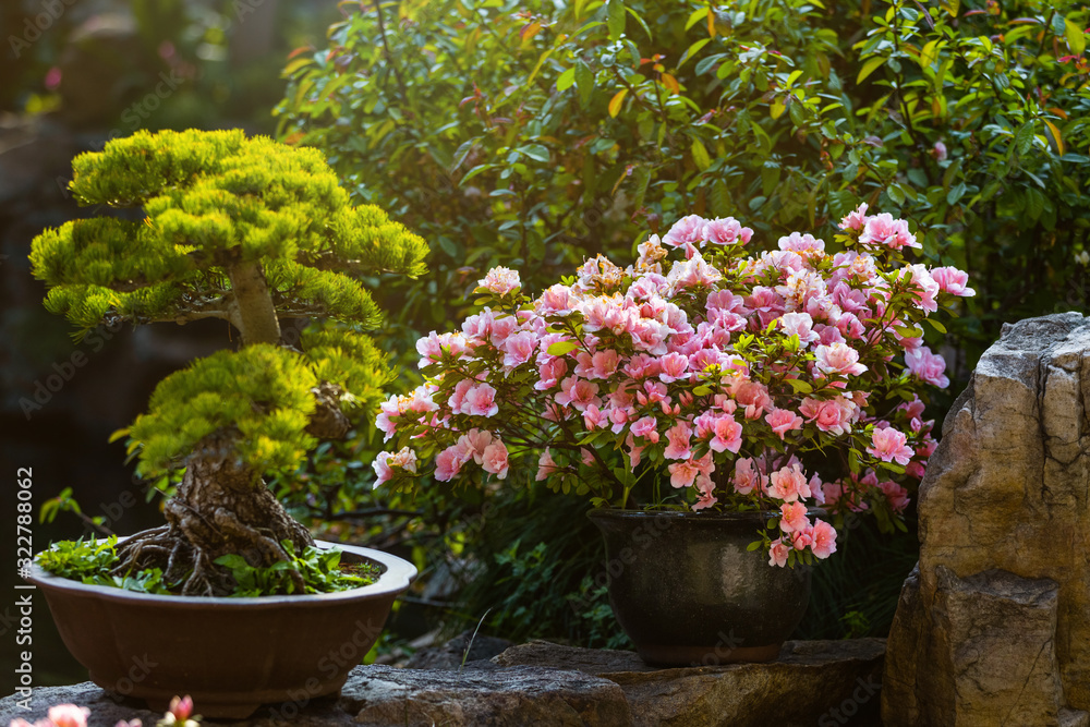 Chinese-style garden corner. Pine bonsai and camellia in a pots in the ...