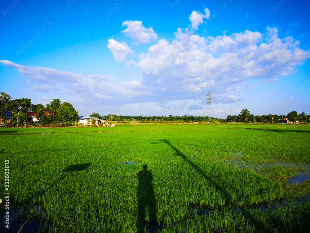 One beautiful day of a paddy field view at Sekinchan Selangor Malaysia ...