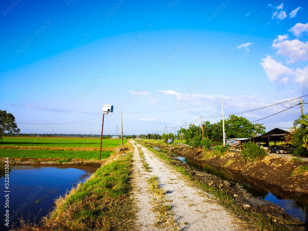 One beautiful day of a paddy field view at Sekinchan Selangor Malaysia ...
