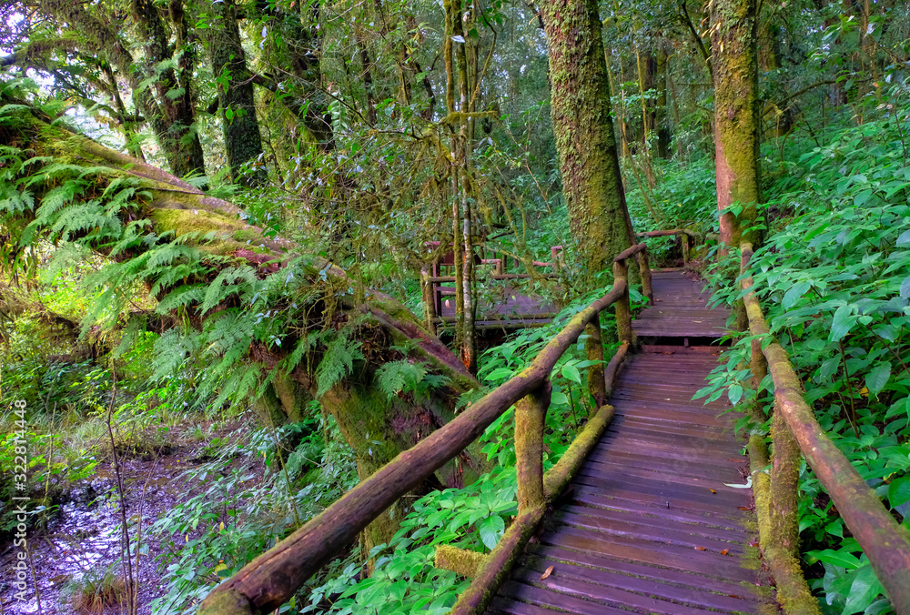 Fern and moss plant forest in national park, wooden pathway in forest ...