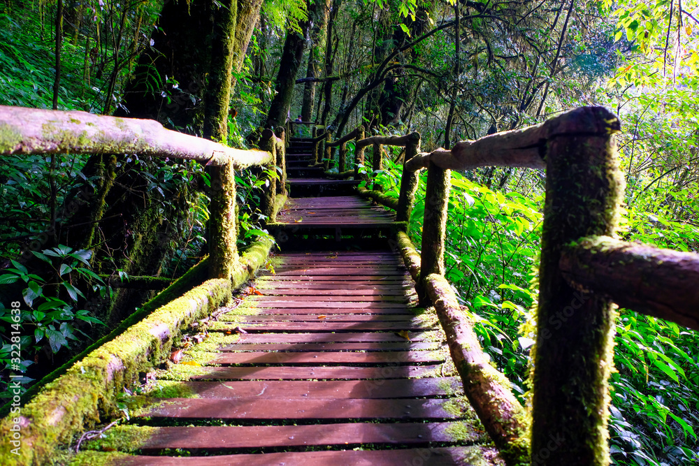 Fern and moss plant forest in national park, wooden pathway in forest ...
