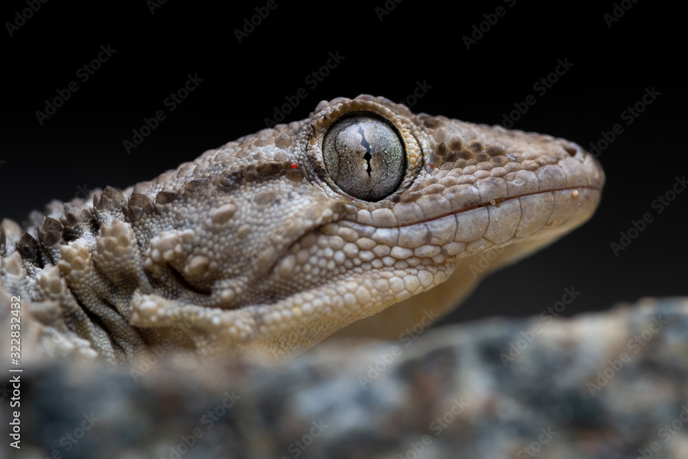 common wall gecko (Tarentola mauritanica) portrait Stock Photo | Adobe ...