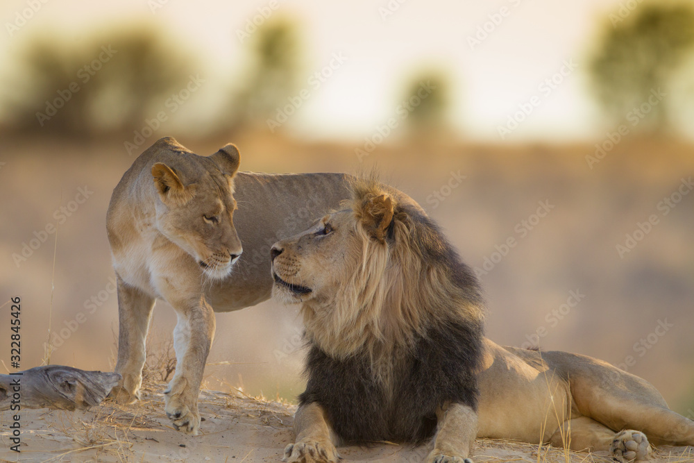Mating lions, lion mating, in the wilderness of Africa Stock Photo ...