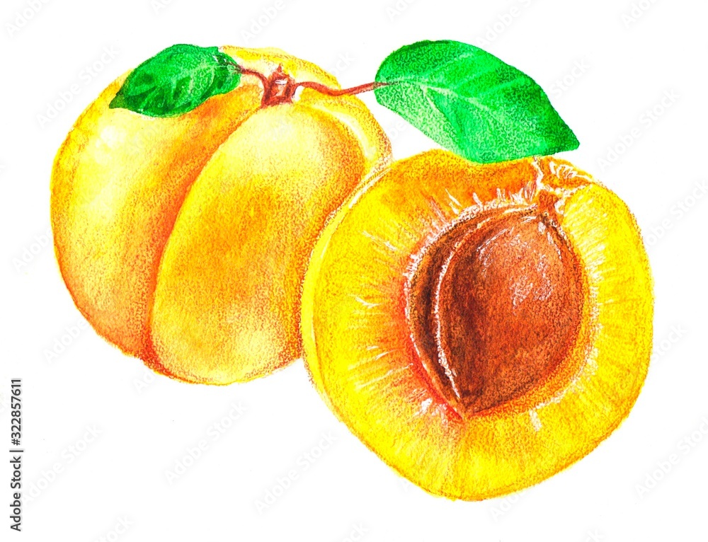 watercolor drawing of two peach fruits Stock Illustration | Adobe Stock