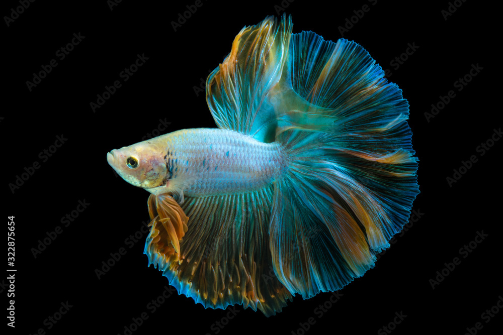 Portrait of a turquoise betta fish Stock Photo | Adobe Stock