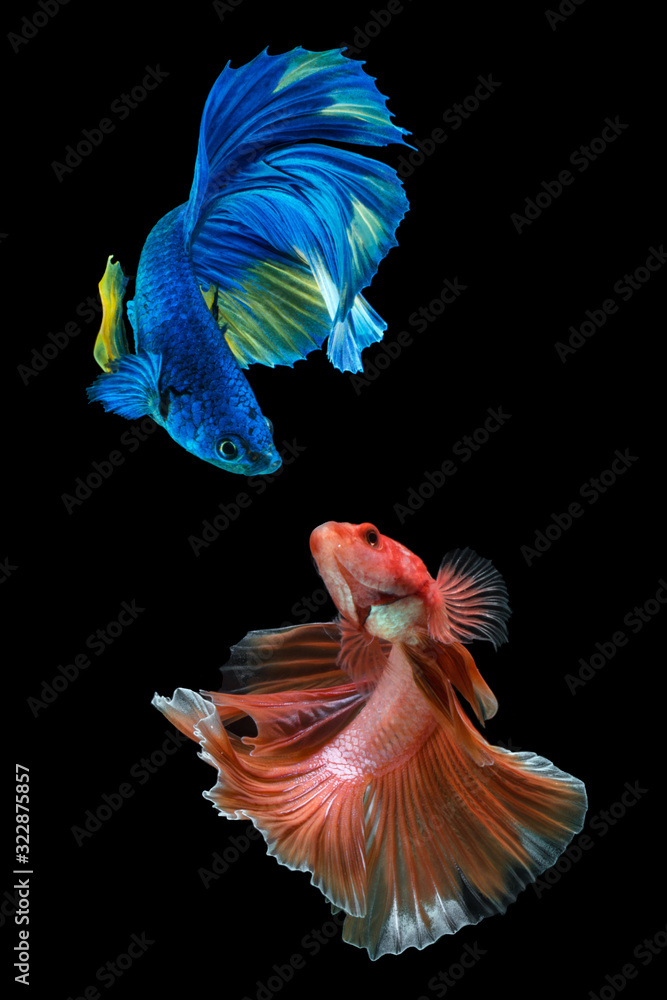 Two betta fish looking at each other Stock Photo | Adobe Stock