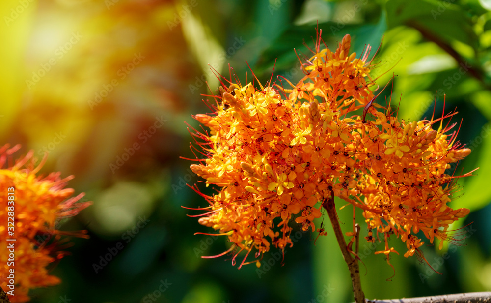 The Red Saraca on nature background. Colorful orange and yellow blooms ...