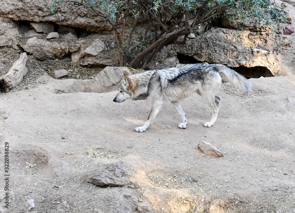 Foto de The rare endangered species Mexican Gray Wolf, native to Mexico ...