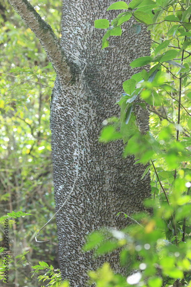 Amazing Hura crepitant tree covered by spines in the Amazon rainforest ...