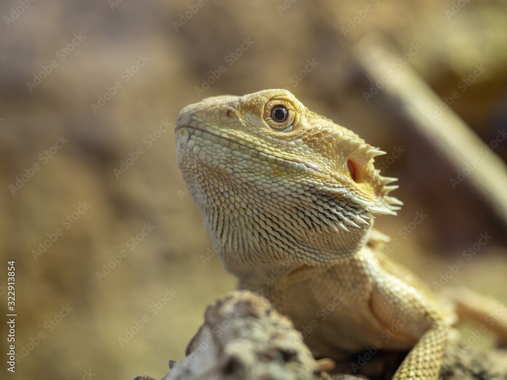Pogona vitticeps, the central bearded dragon, is a species of agamid ...