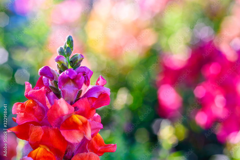 Beautiful Antirrhinum majus dragon flower is blooming in the garden ...