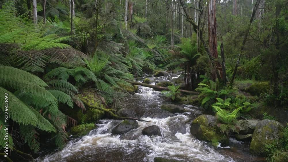 Toorongo river making its way through the rainforests of Victoria ...