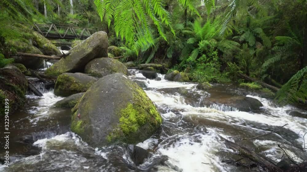 Toorongo river in the rainforests of Victoria, Australia in summer ...
