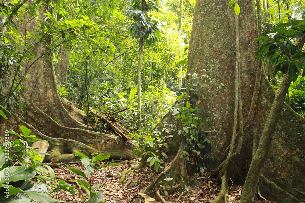 Forest interior, Venezuela. Tree trunks carry nutrients between the ...