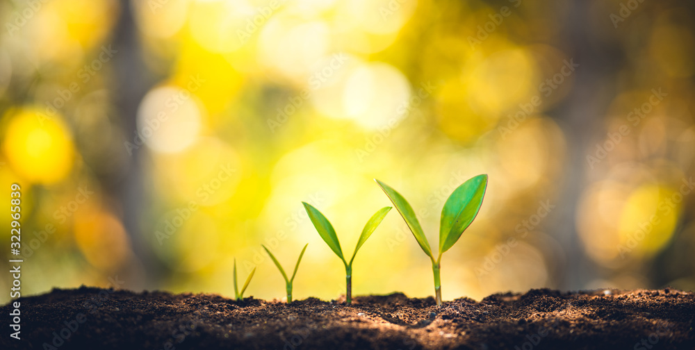 Growth - the growth of trees lined up and the golden background- Stock ...